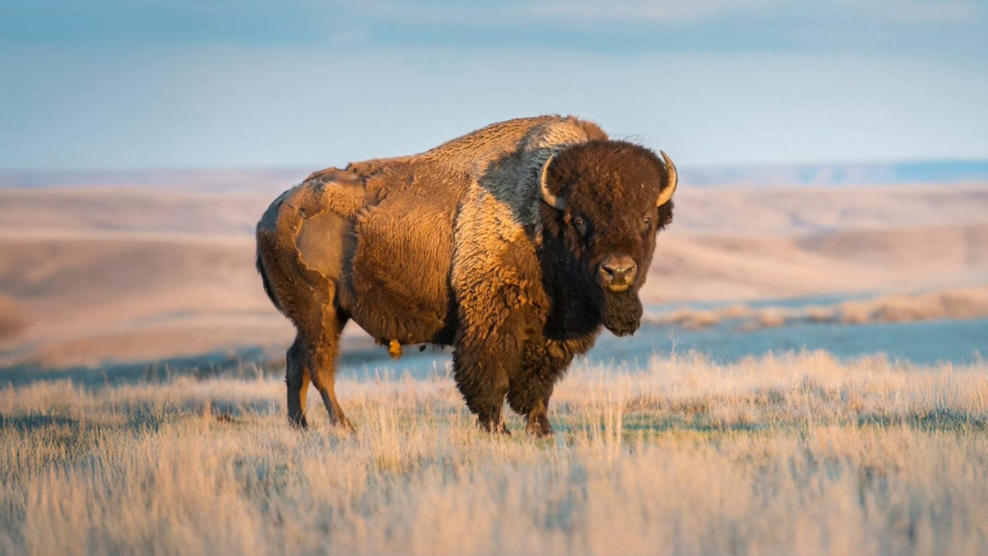 RNG-NGN – First Nations National Guardians Network